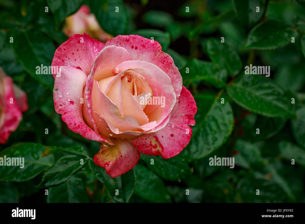 Beautiful rose blooms after rainfall, in Washington Park International ...