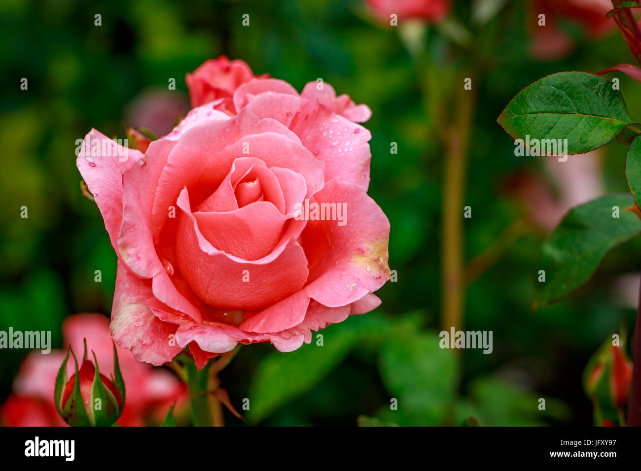 Beautiful rose blooms after rainfall, in Washington Park International ...