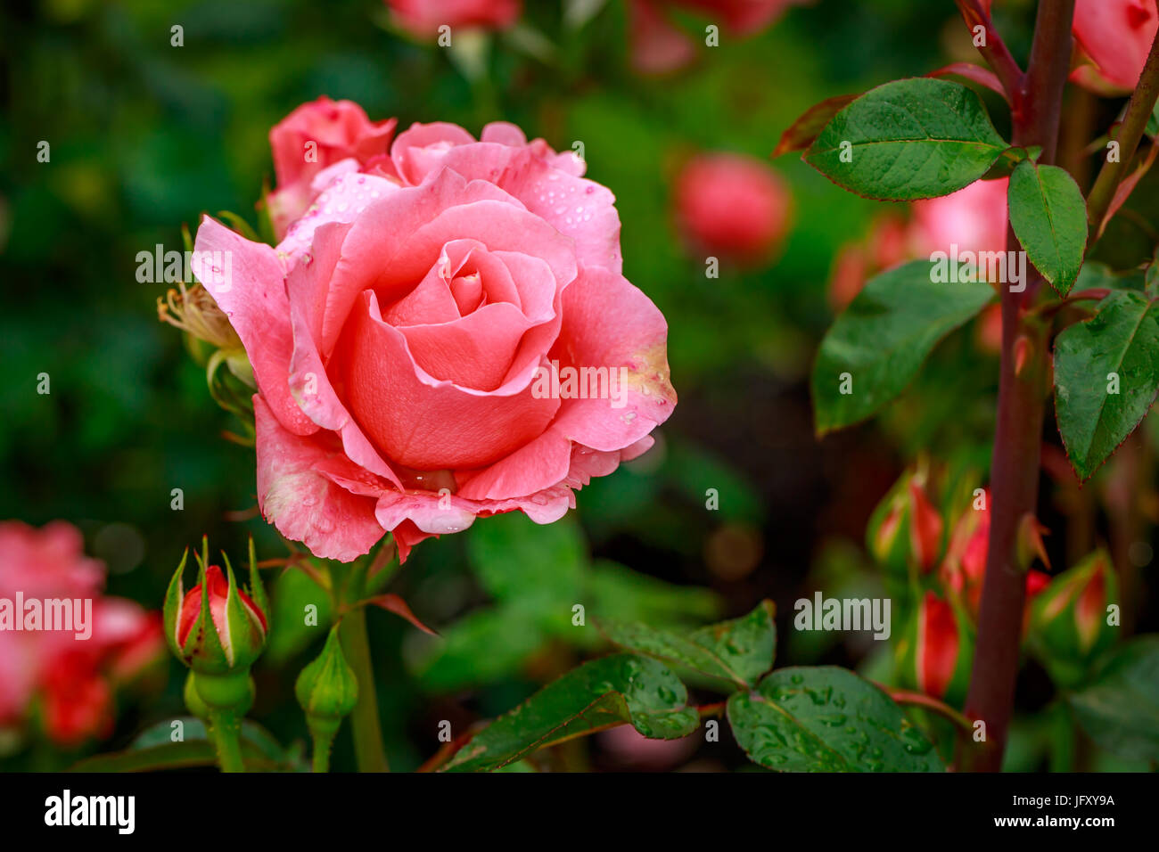 Beautiful rose blooms after rainfall, in Washington Park International ...
