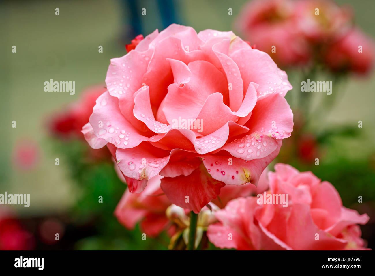 Beautiful rose blooms after rainfall, in Washington Park International ...