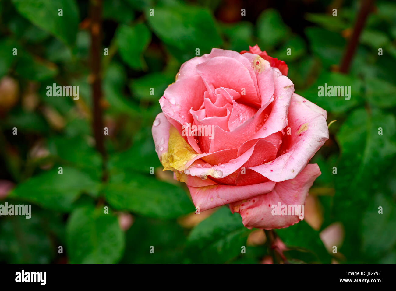 Beautiful rose blooms after rainfall, in Washington Park International ...