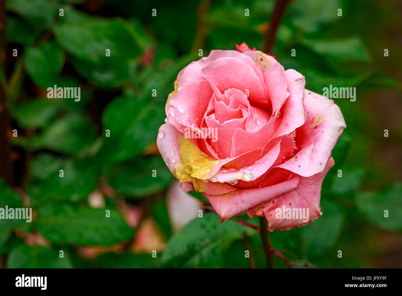 Beautiful rose blooms after rainfall, in Washington Park International ...