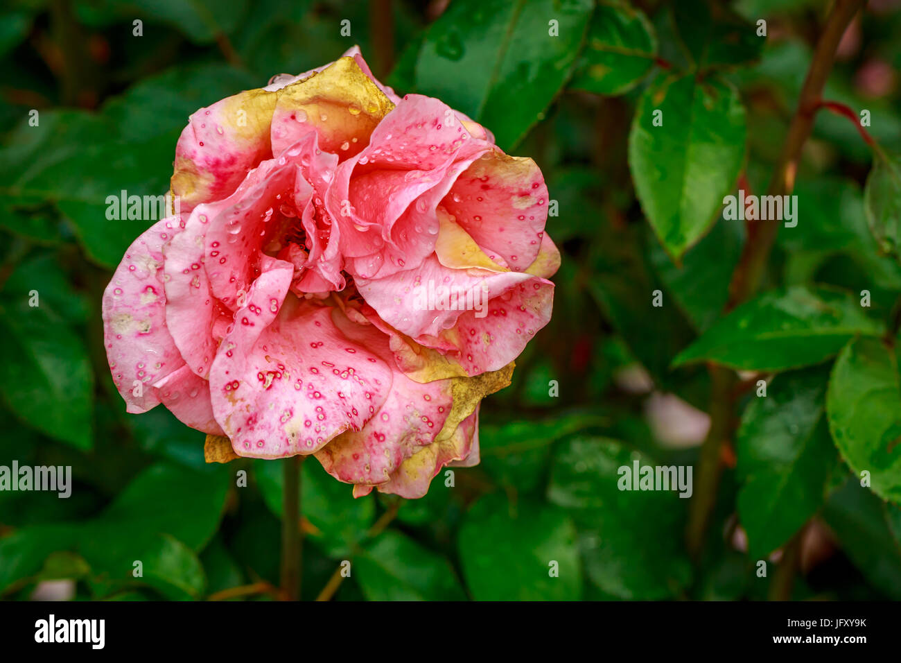 Beautiful rose blooms after rainfall, in Washington Park International ...