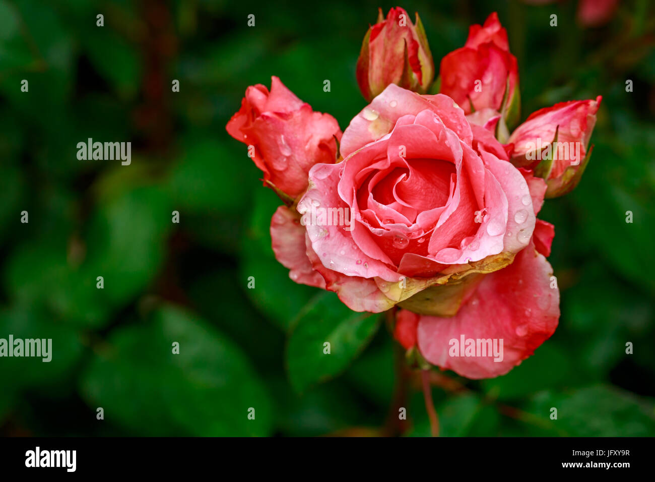 Beautiful rose blooms after rainfall, in Washington Park International ...