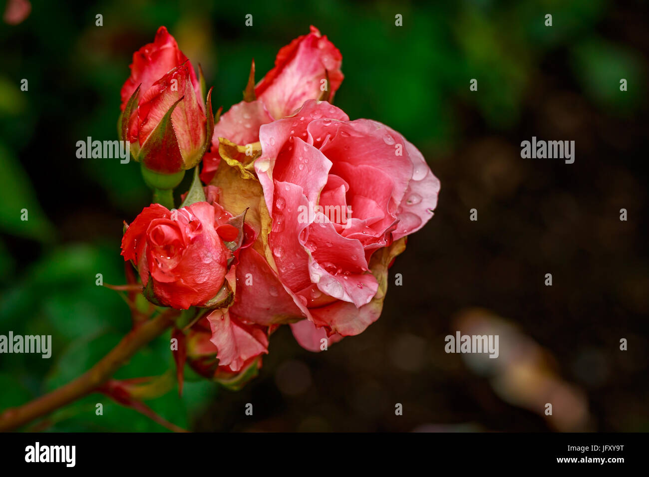 Beautiful rose blooms after rainfall, in Washington Park International ...