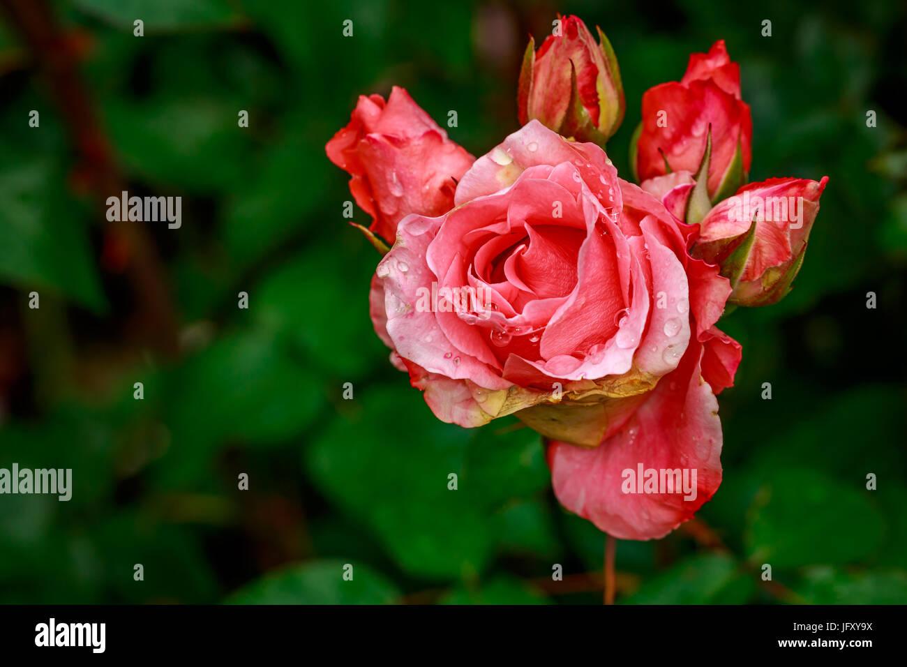 Beautiful rose blooms after rainfall, in Washington Park International ...