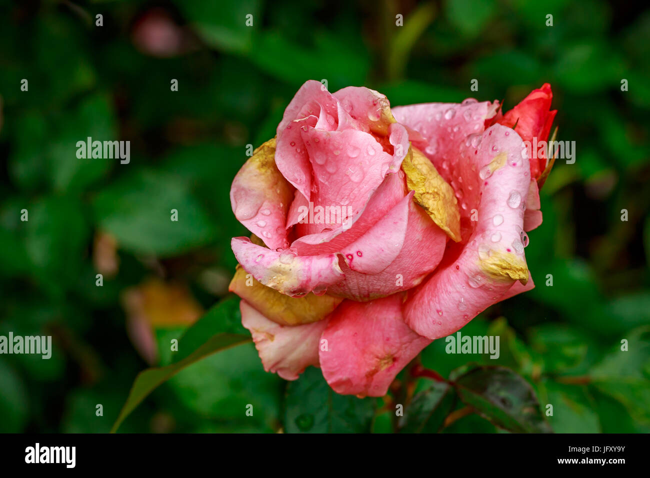 Beautiful rose blooms after rainfall, in Washington Park International ...