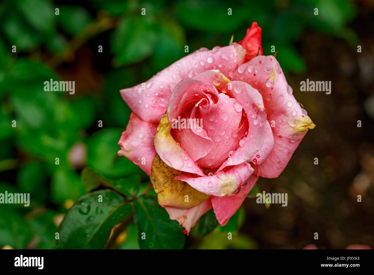 Beautiful rose blooms after rainfall, in Washington Park International ...