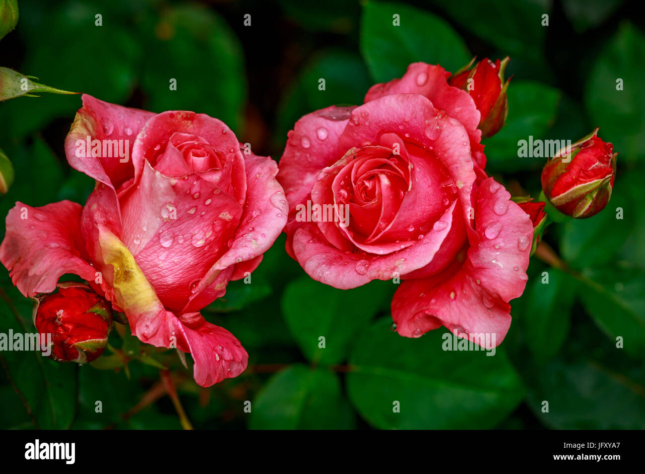 Beautiful rose blooms after rainfall, in Washington Park International ...