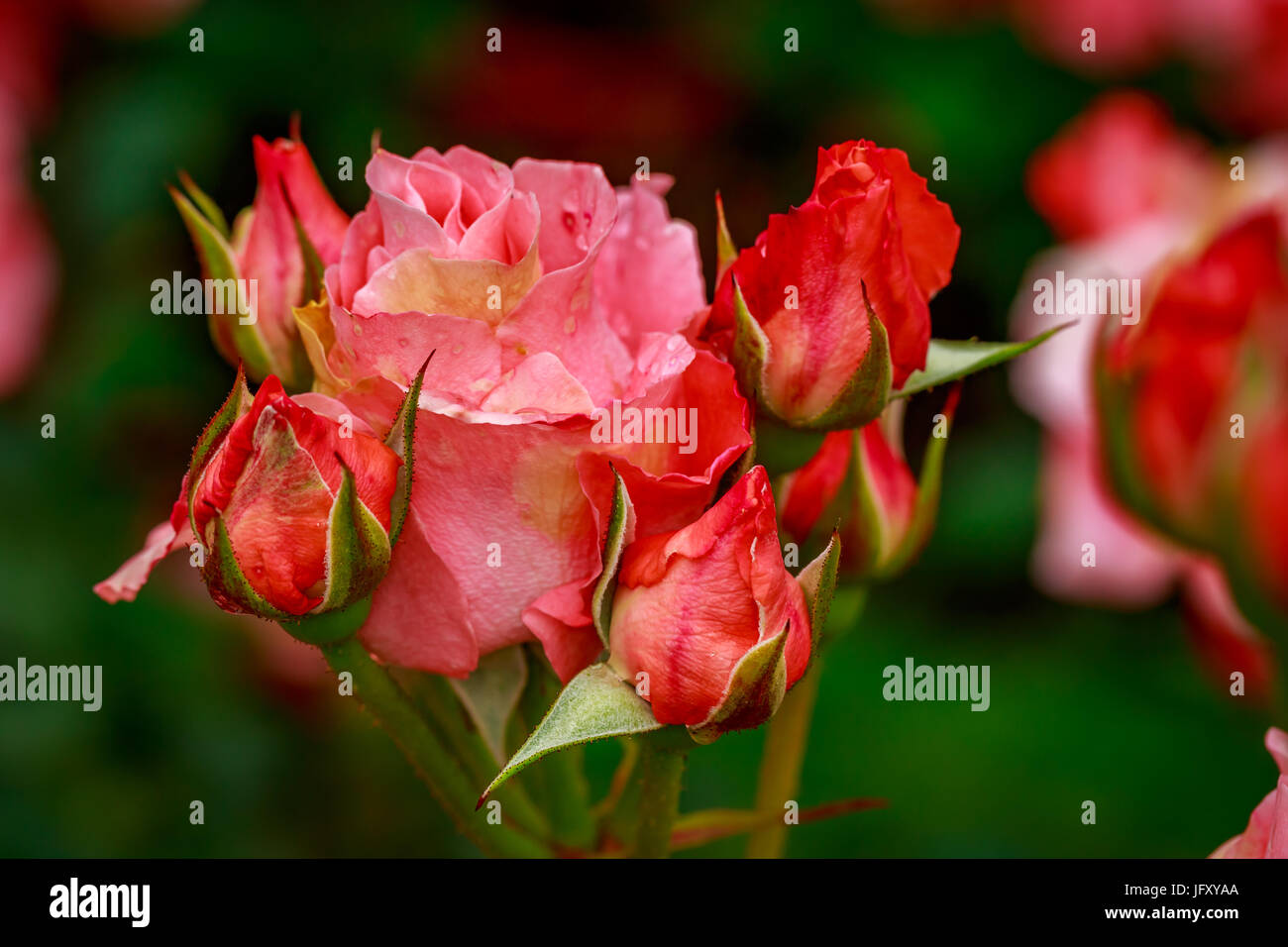 Beautiful rose blooms after rainfall, in Washington Park International ...