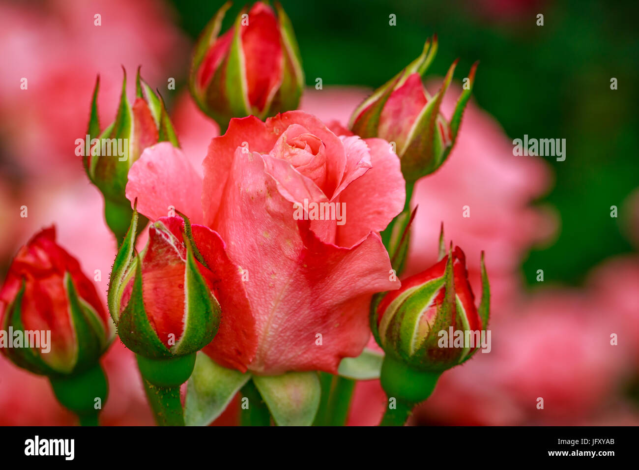 Beautiful rose blooms after rainfall, in Washington Park International ...