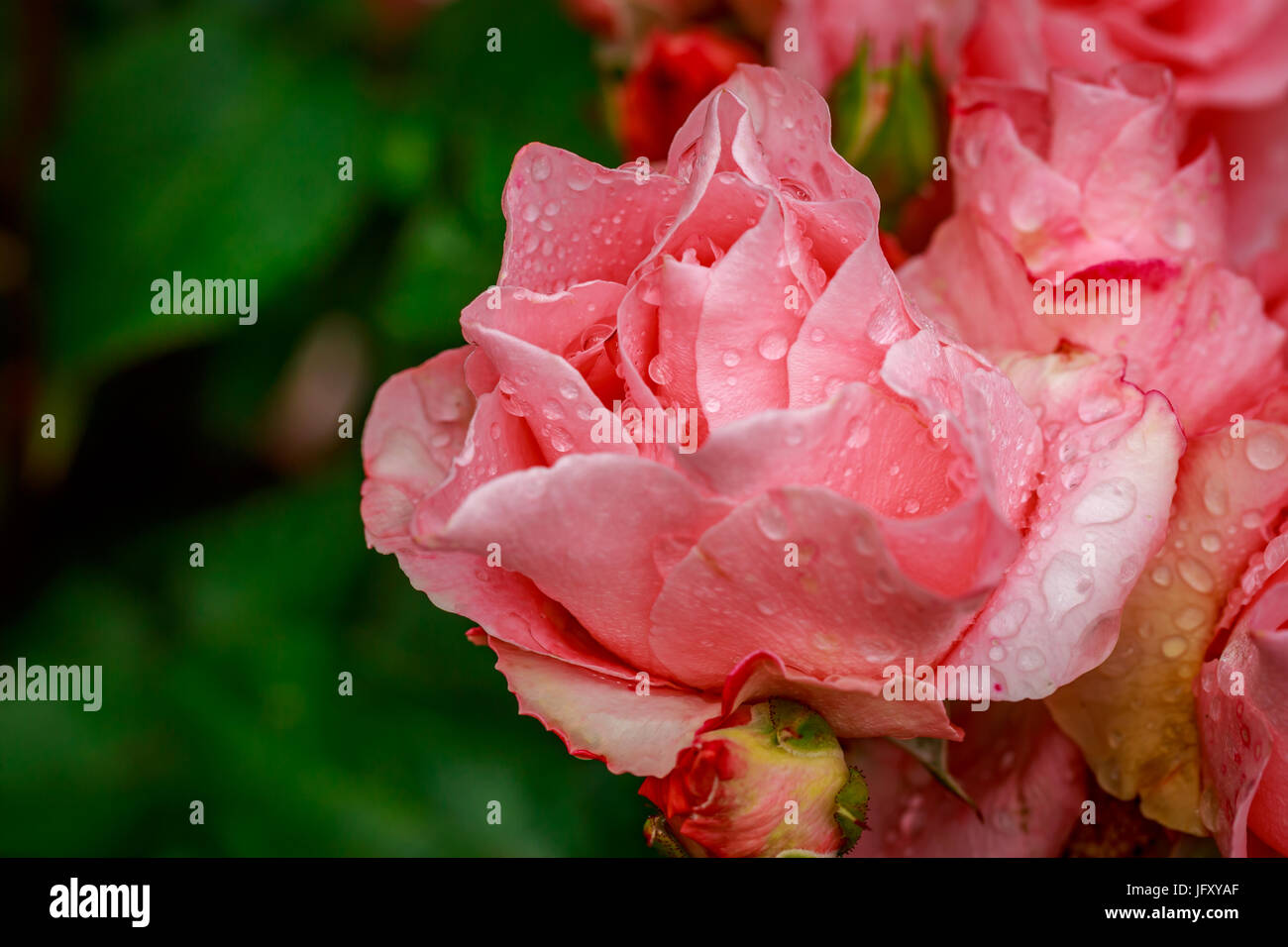 Beautiful rose blooms after rainfall, in Washington Park International ...