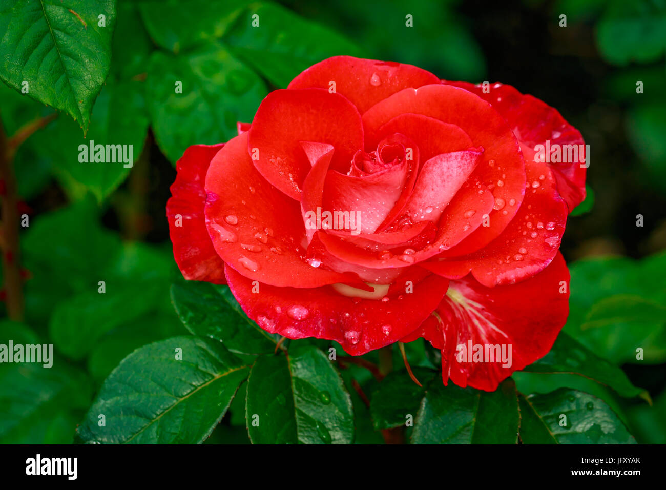 Beautiful rose blooms after rainfall, in Washington Park International ...