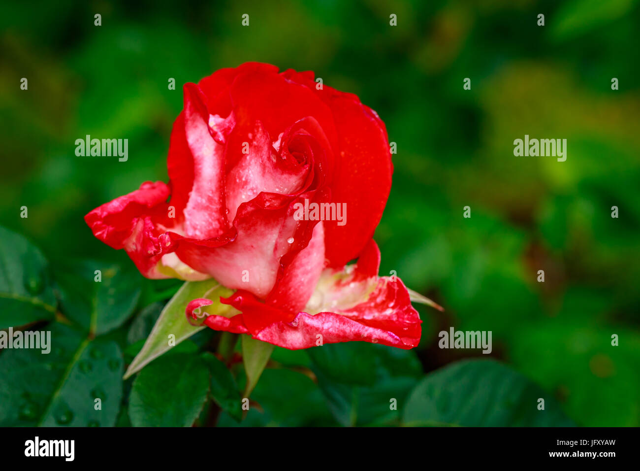 Beautiful rose blooms after rainfall, in Washington Park International ...