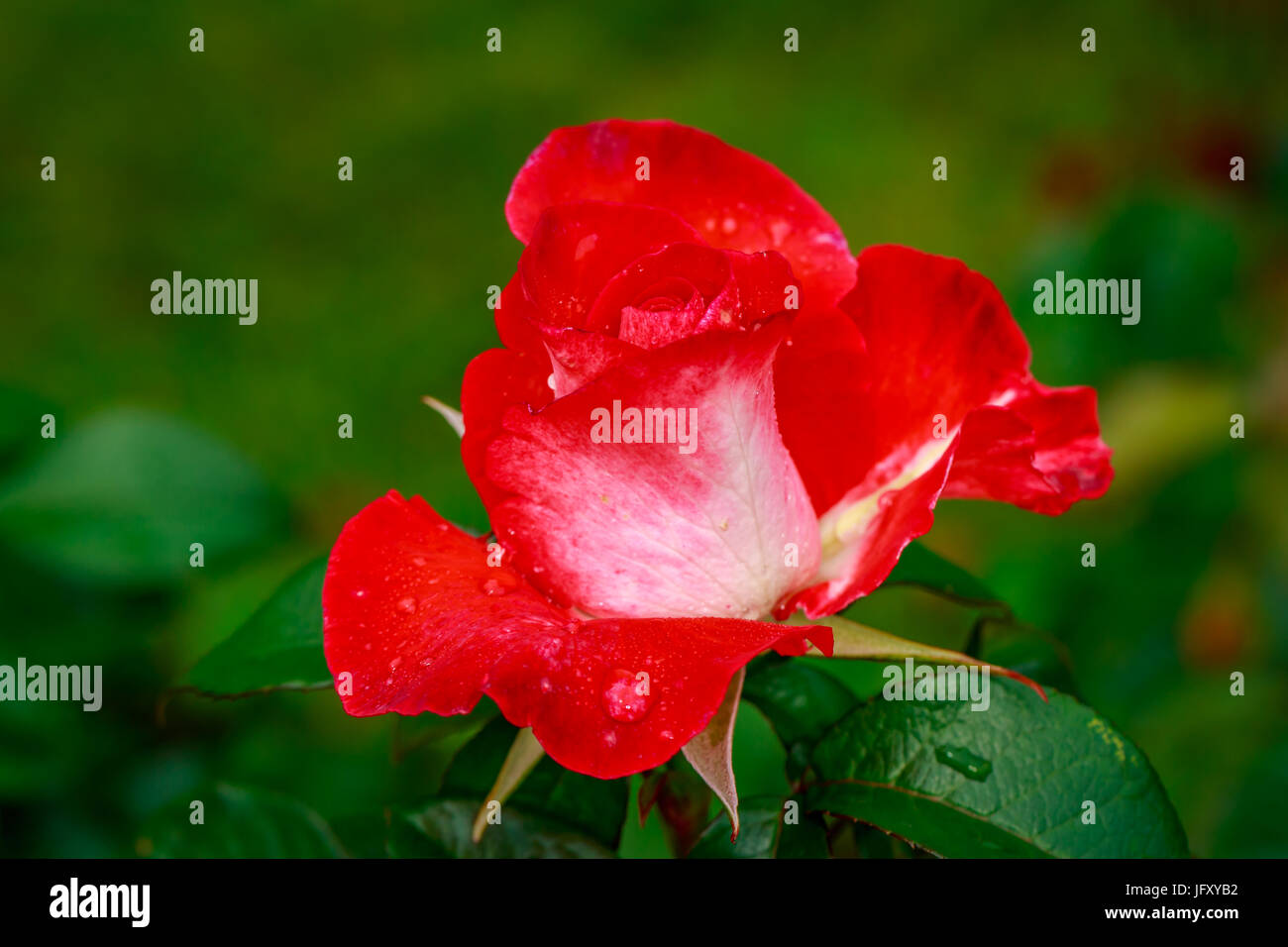 Beautiful rose blooms after rainfall, in Washington Park International ...