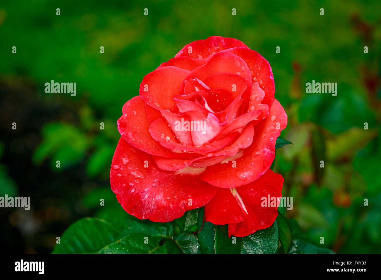Beautiful rose blooms after rainfall, in Washington Park International ...