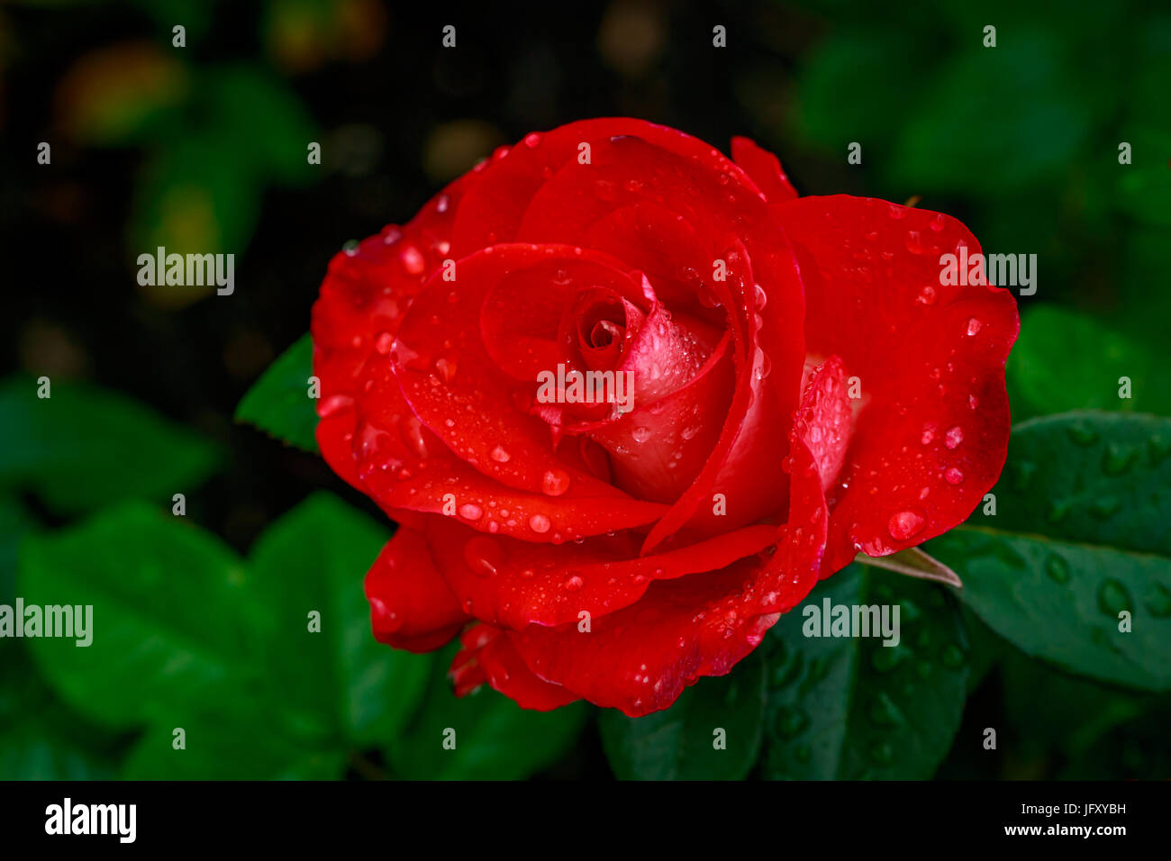 Beautiful rose blooms after rainfall, in Washington Park International ...