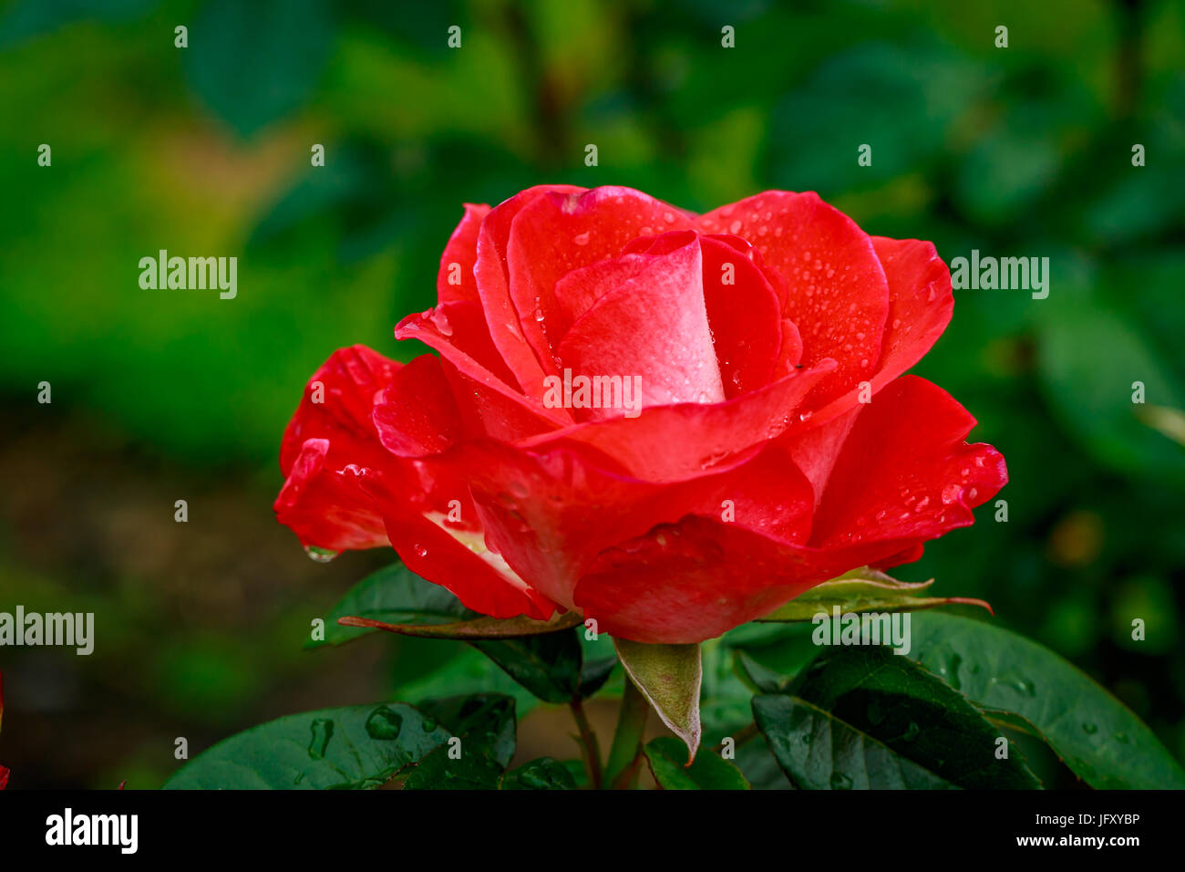 Beautiful rose blooms after rainfall, in Washington Park International ...