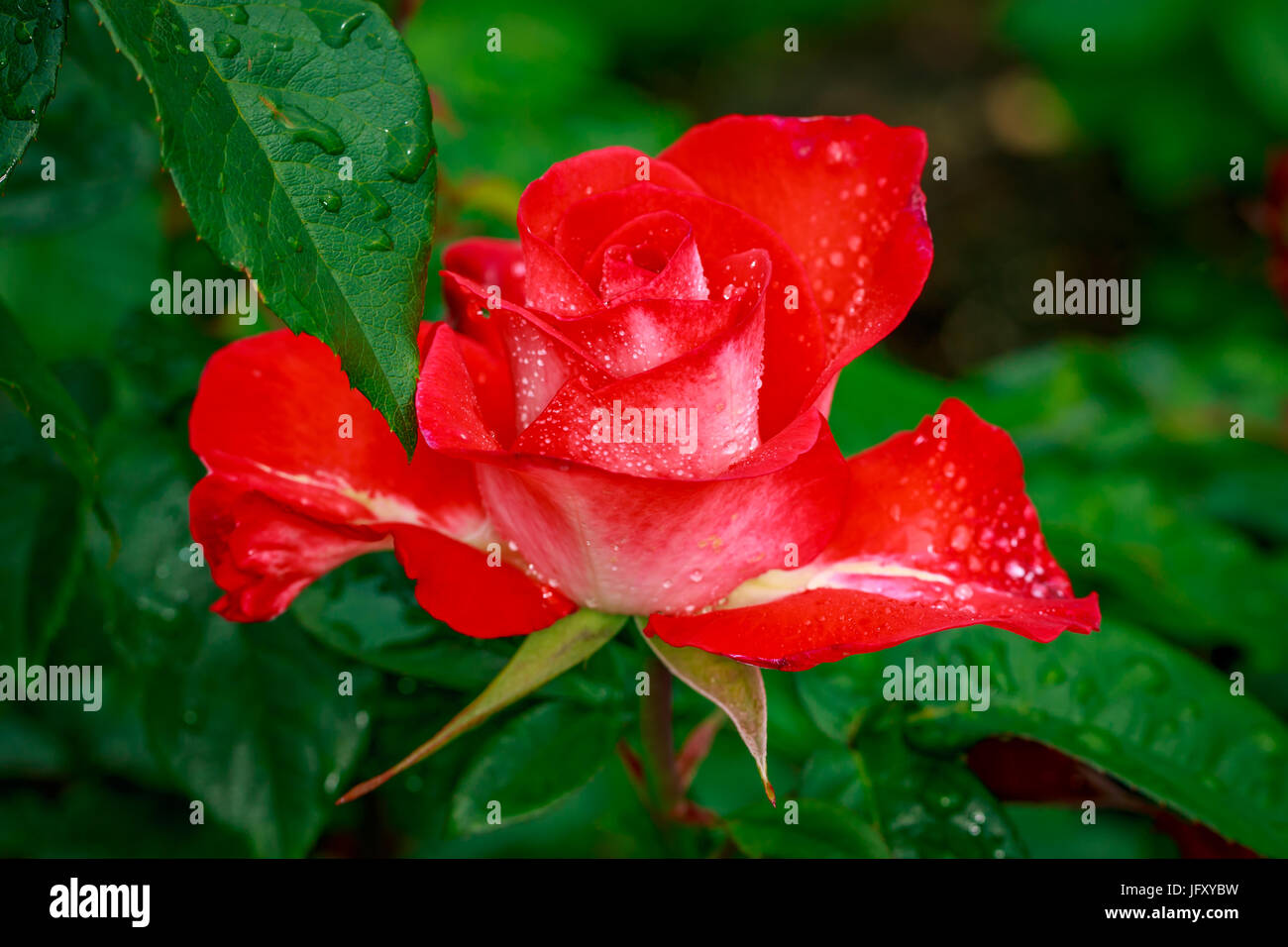 Beautiful rose blooms after rainfall, in Washington Park International ...