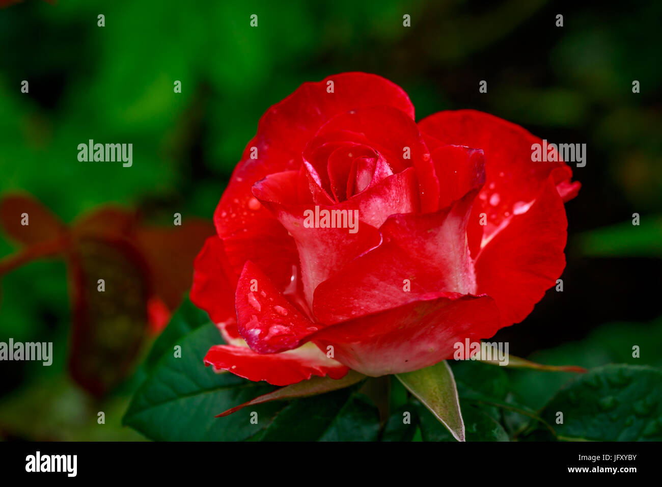Beautiful rose blooms after rainfall, in Washington Park International ...