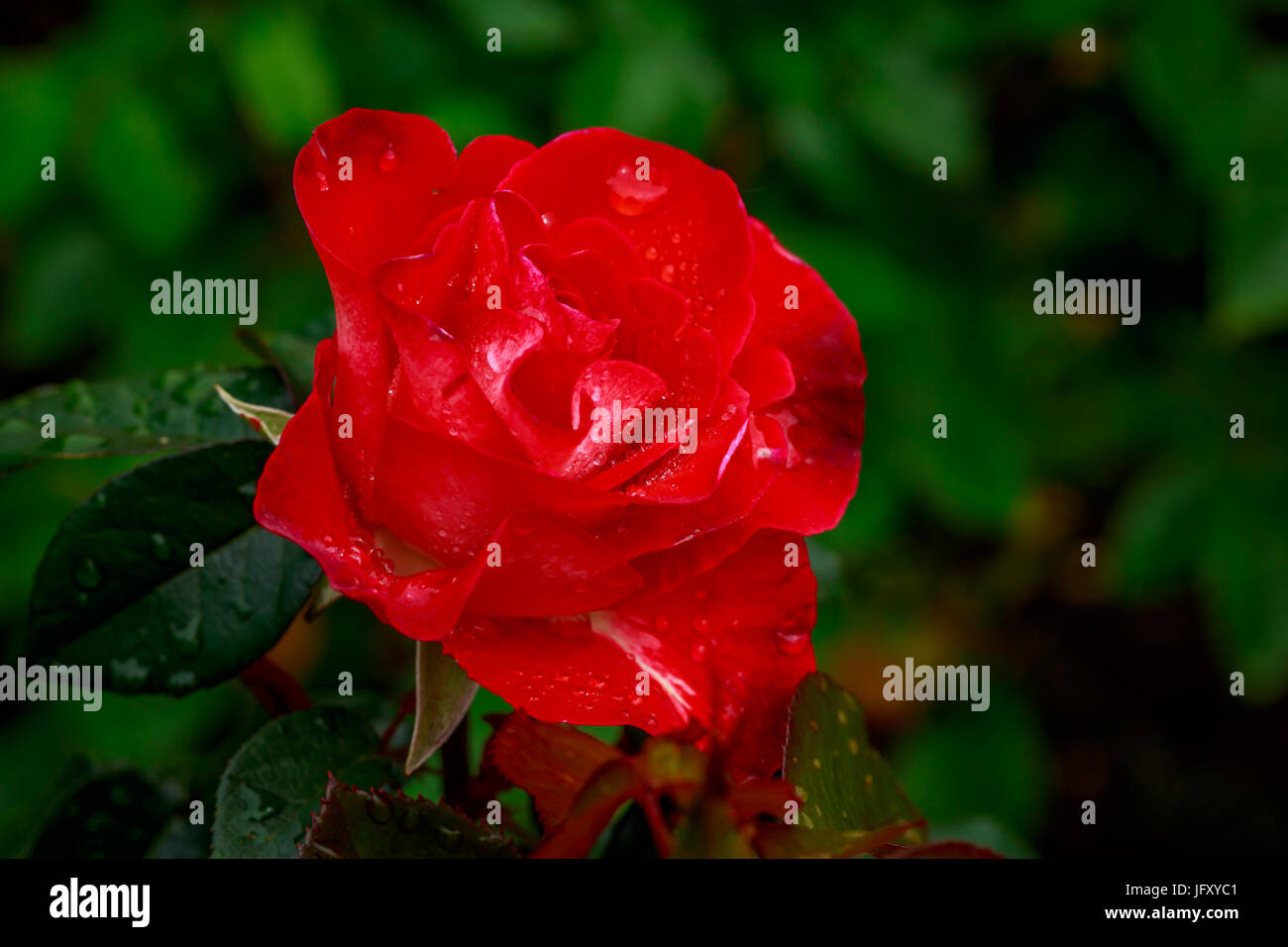 Beautiful rose blooms after rainfall, in Washington Park International ...