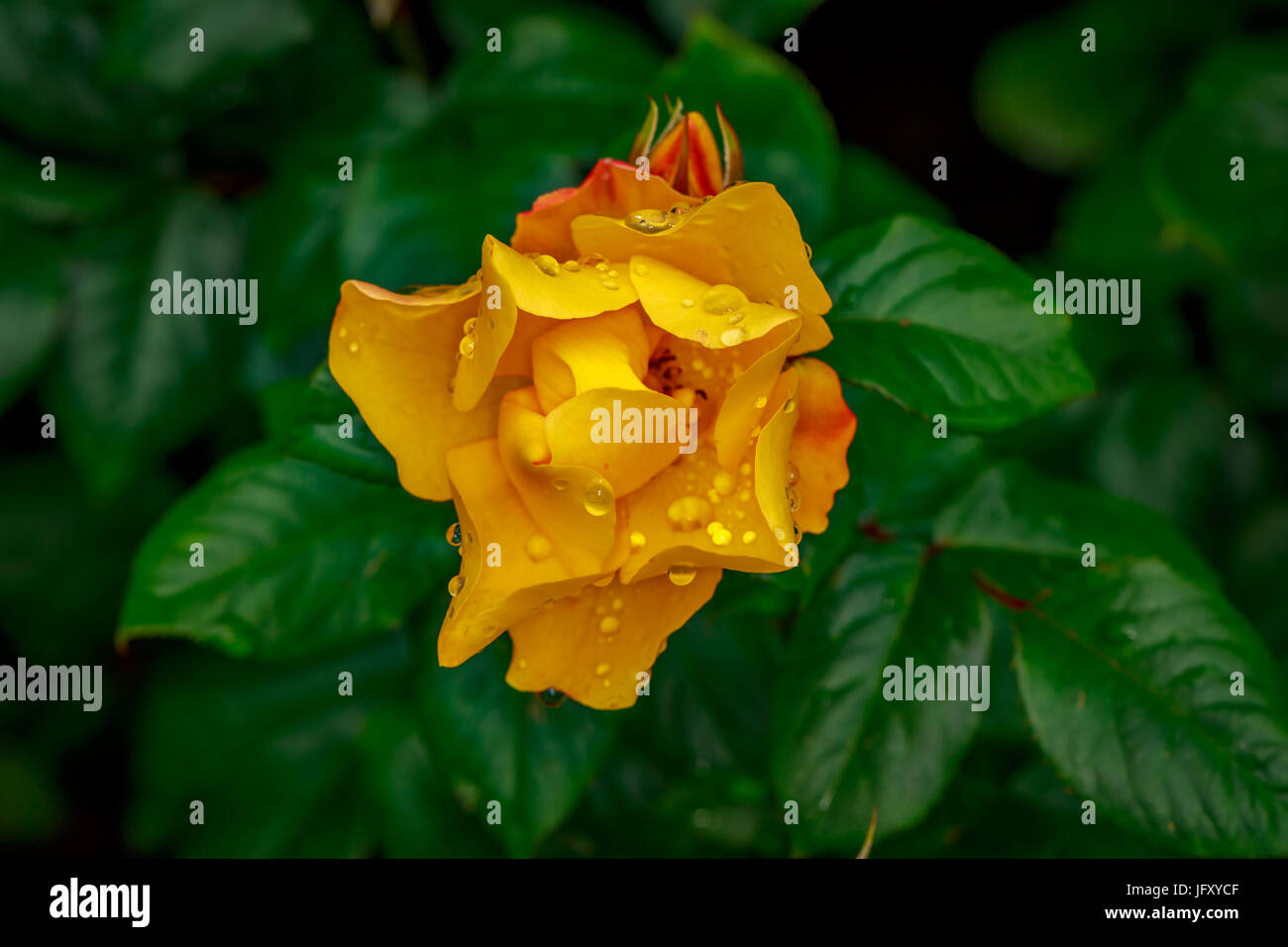 Beautiful rose blooms after rainfall, in Washington Park International ...