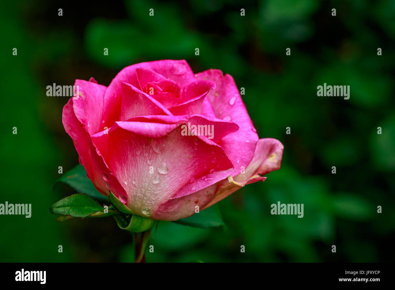 Beautiful rose blooms after rainfall, in Washington Park International ...