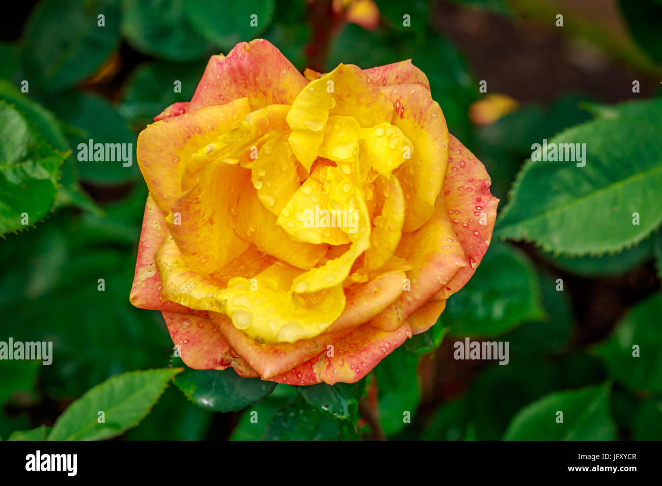Beautiful rose blooms after rainfall, in Washington Park International ...