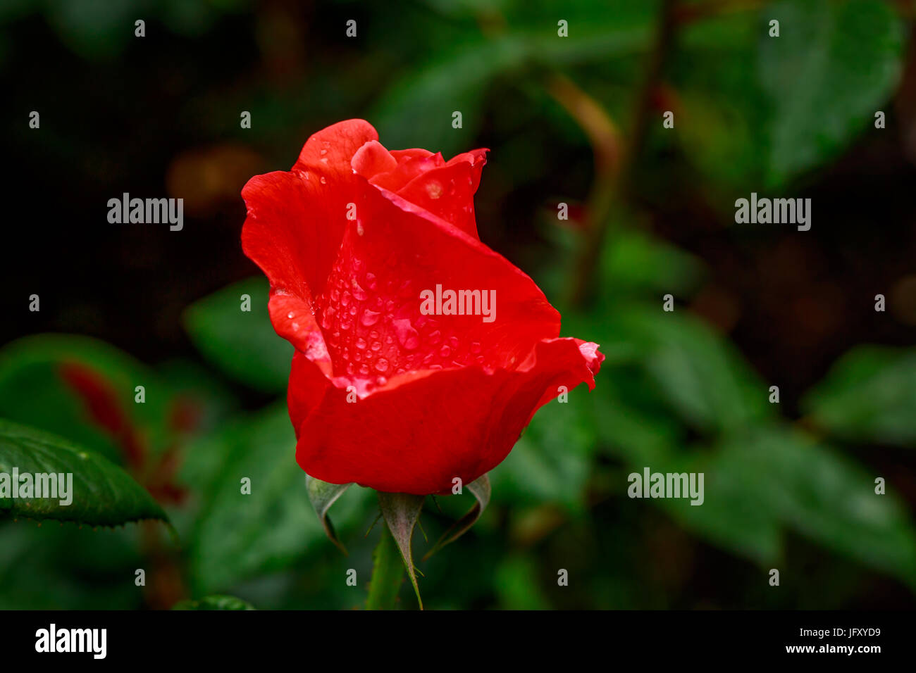 Beautiful rose blooms after rainfall, in Washington Park International ...