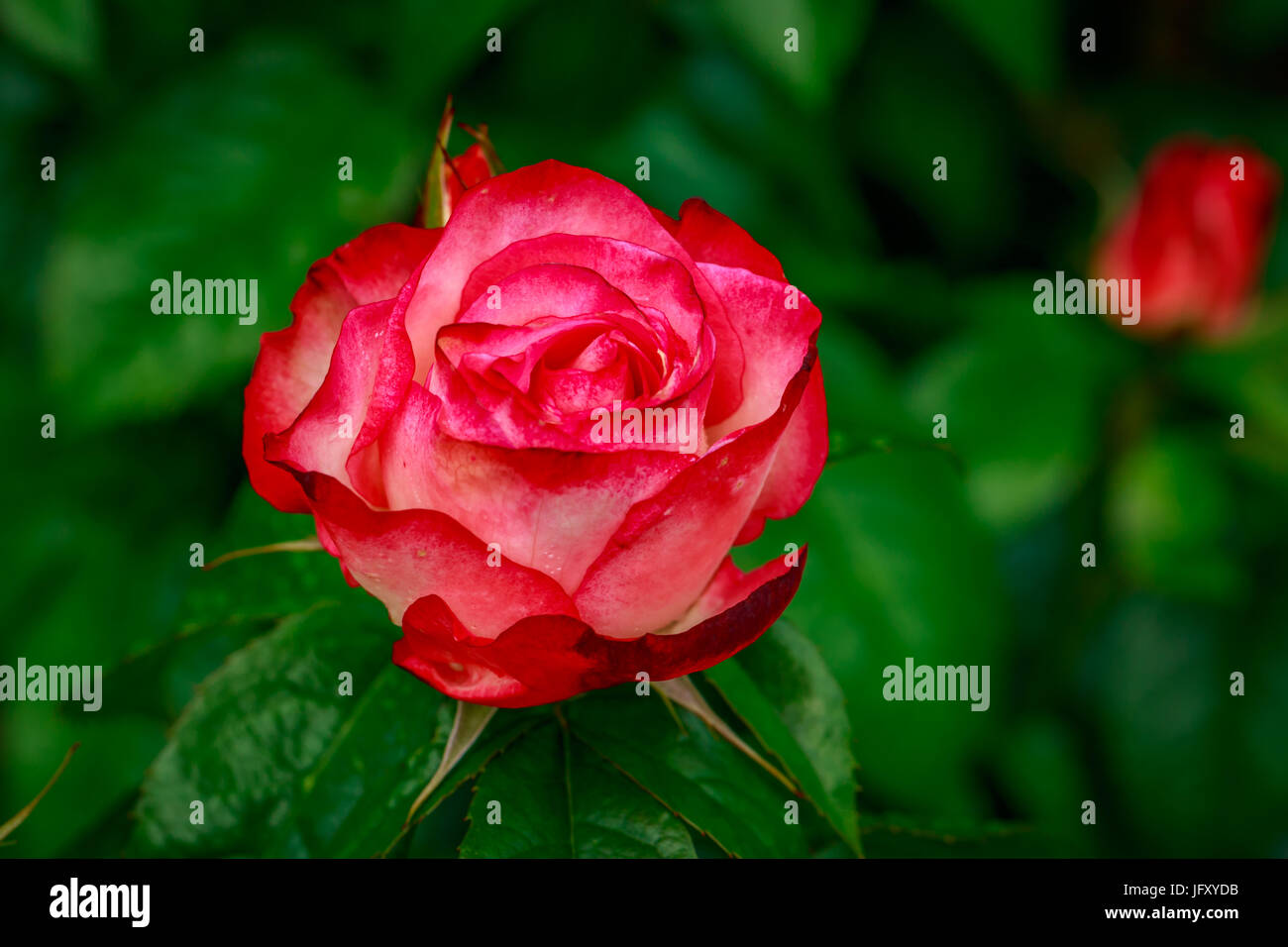 Beautiful rose blooms after rainfall, in Washington Park International ...