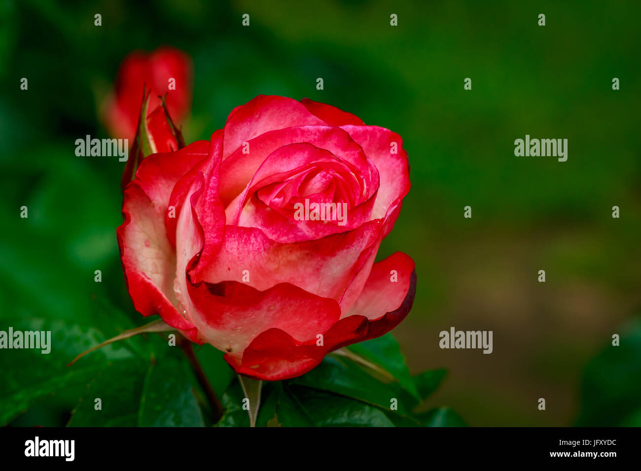 Beautiful rose blooms after rainfall, in Washington Park International ...