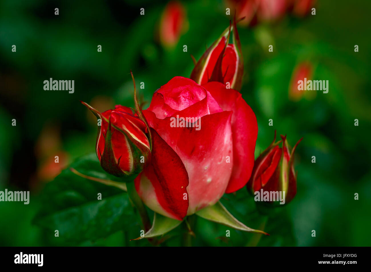 Beautiful rose blooms after rainfall, in Washington Park International ...