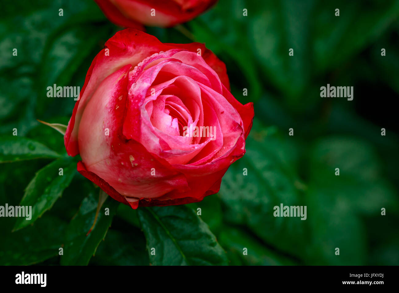 Beautiful rose blooms after rainfall, in Washington Park International ...