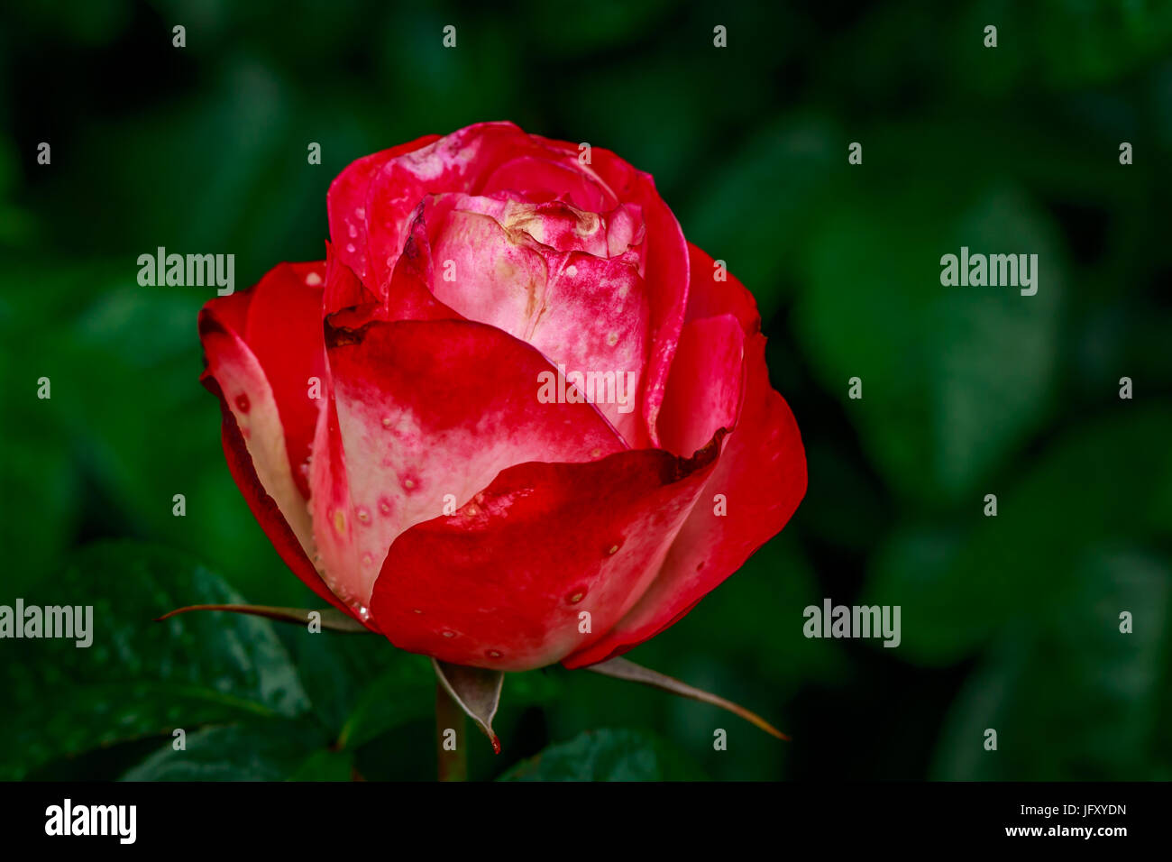 Beautiful rose blooms after rainfall, in Washington Park International ...