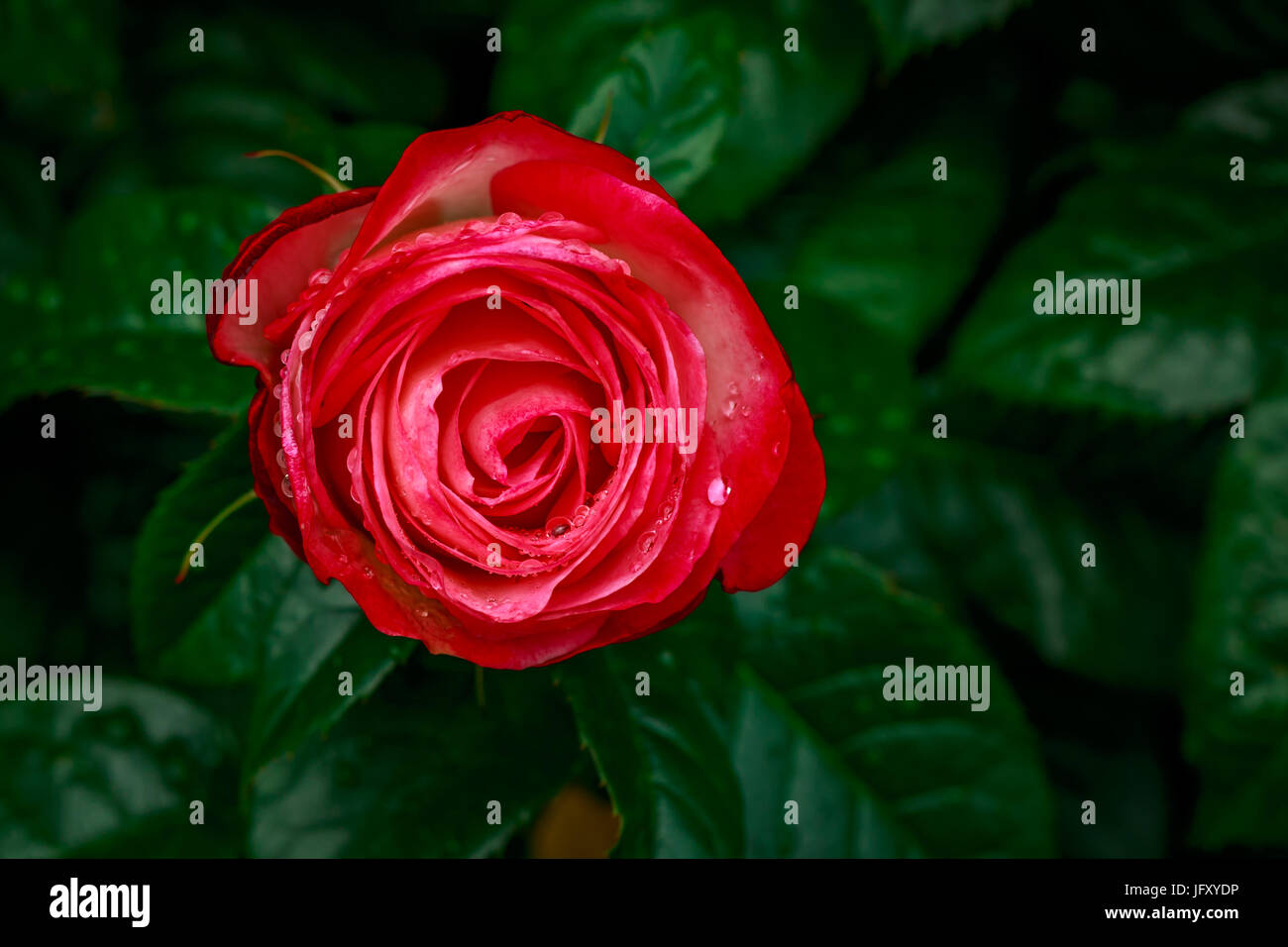 Beautiful rose blooms after rainfall, in Washington Park International ...