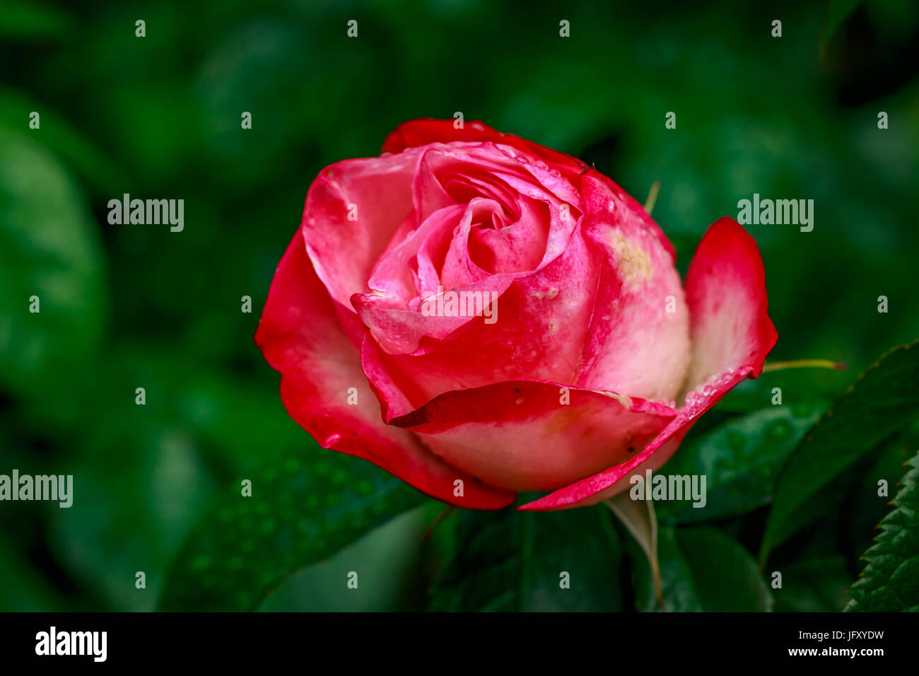 Beautiful rose blooms after rainfall, in Washington Park International ...