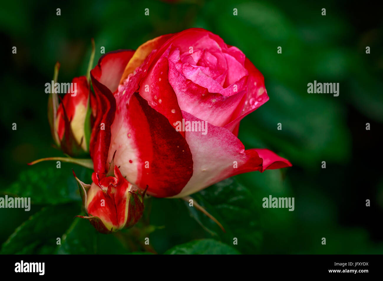 Beautiful rose blooms after rainfall, in Washington Park International ...