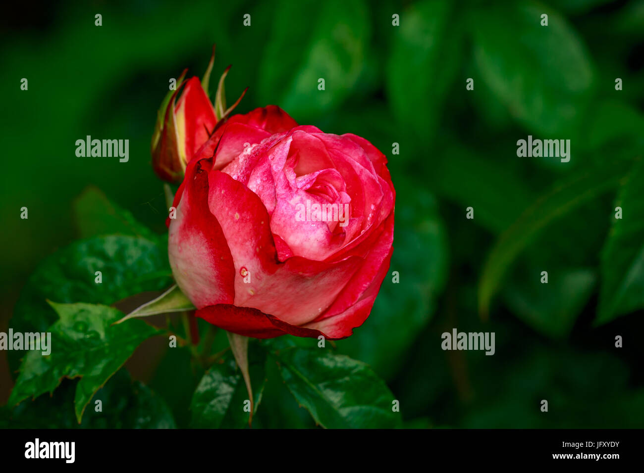 Beautiful rose blooms after rainfall, in Washington Park International ...
