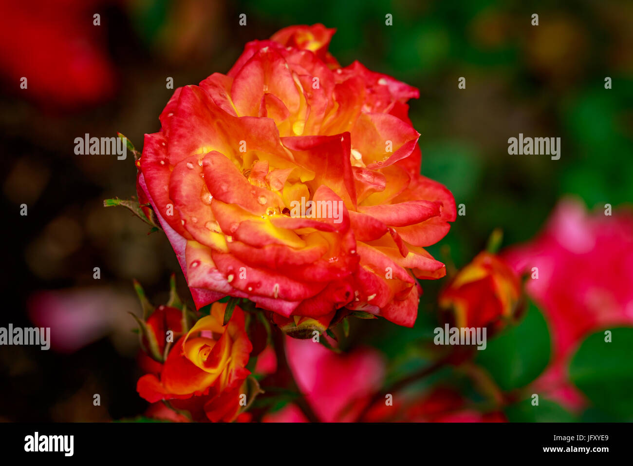 Beautiful rose blooms after rainfall, in Washington Park International ...