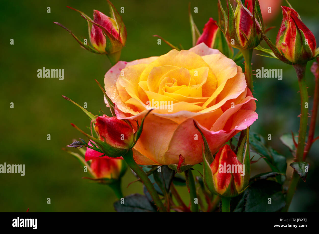 Beautiful rose blooms after rainfall, in Washington Park International ...