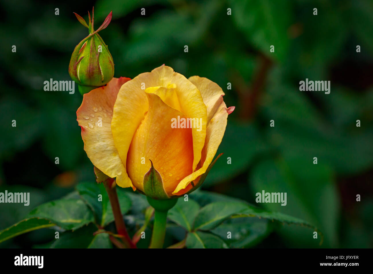 Beautiful rose blooms after rainfall, in Washington Park International ...