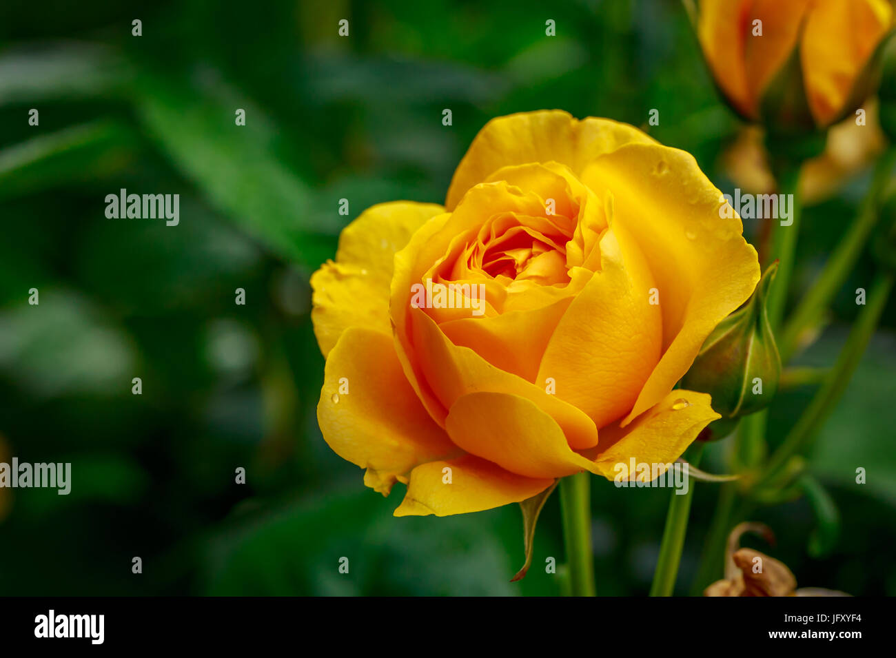Beautiful rose blooms after rainfall, in Washington Park International ...