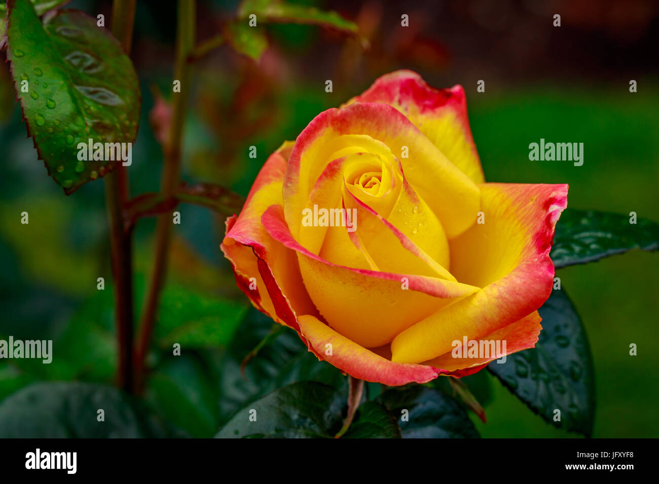 Beautiful rose blooms after rainfall, in Washington Park International ...