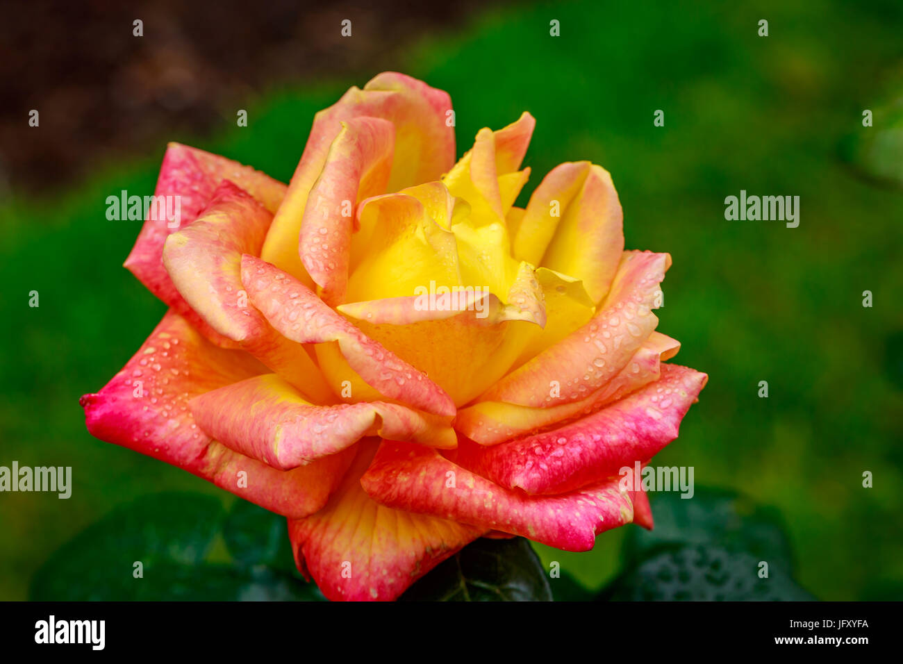 Beautiful rose blooms after rainfall, in Washington Park International ...