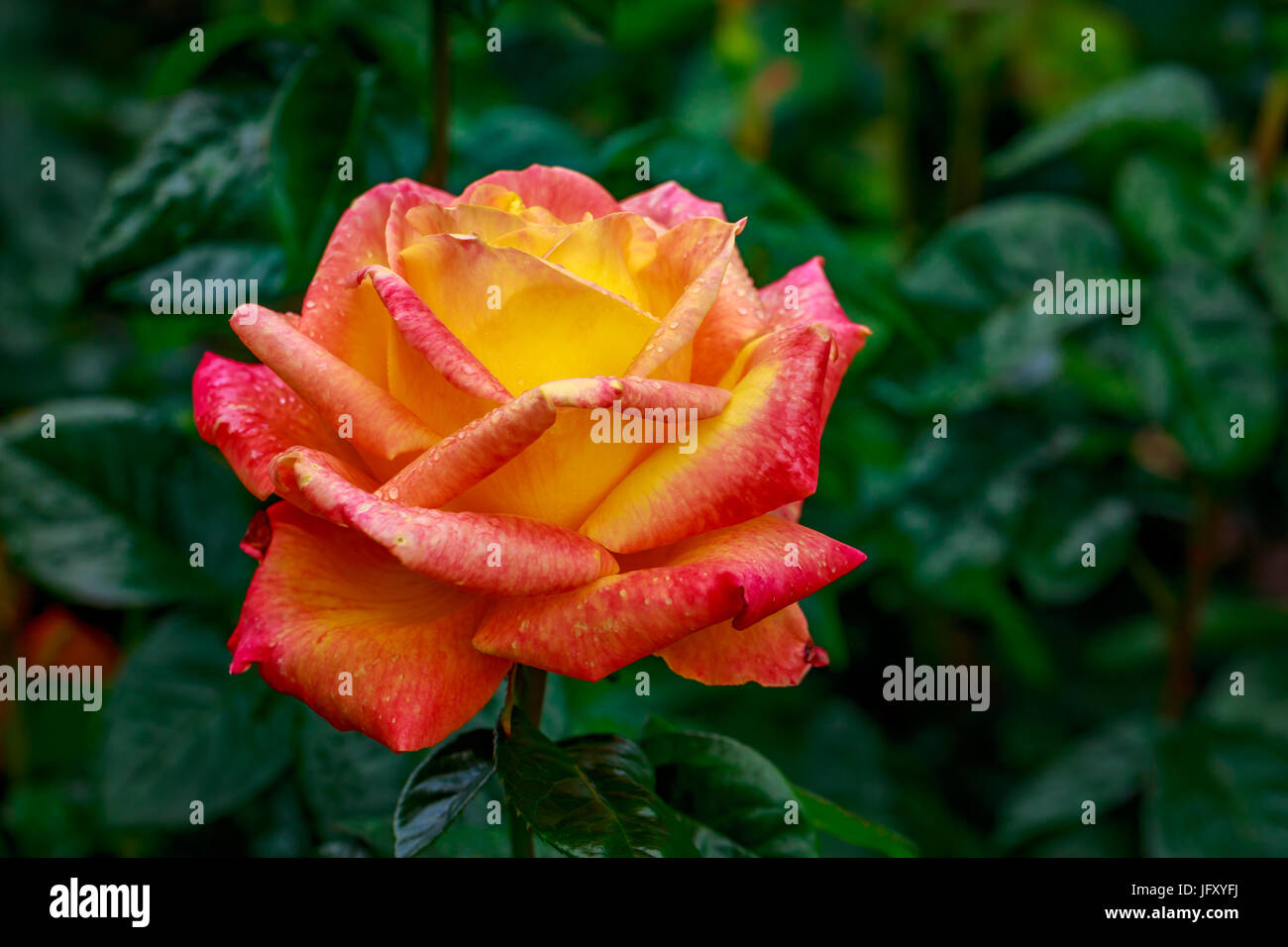 Beautiful rose blooms after rainfall, in Washington Park International ...