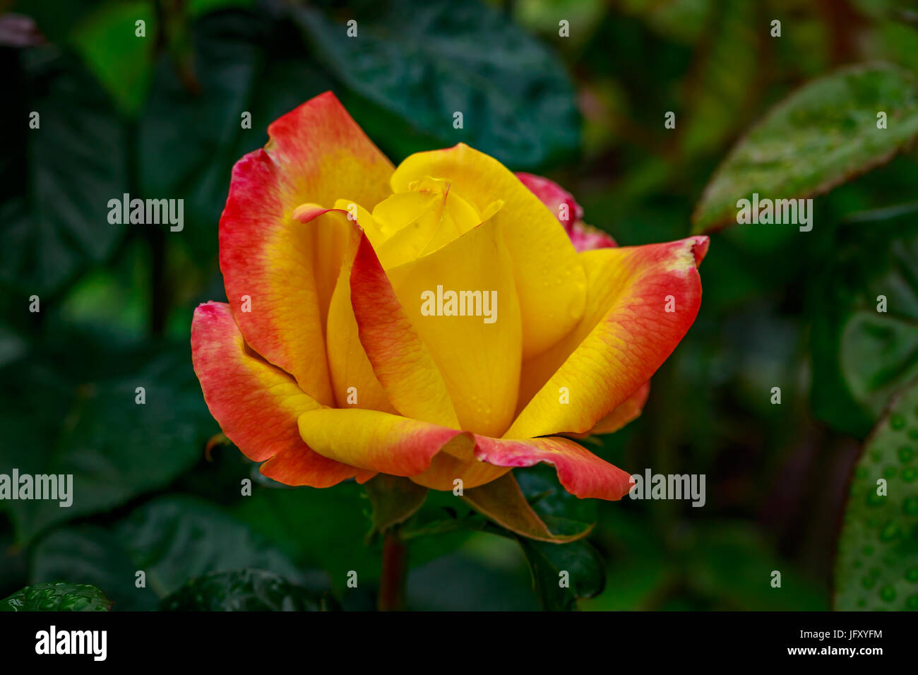 Beautiful rose blooms after rainfall, in Washington Park International ...
