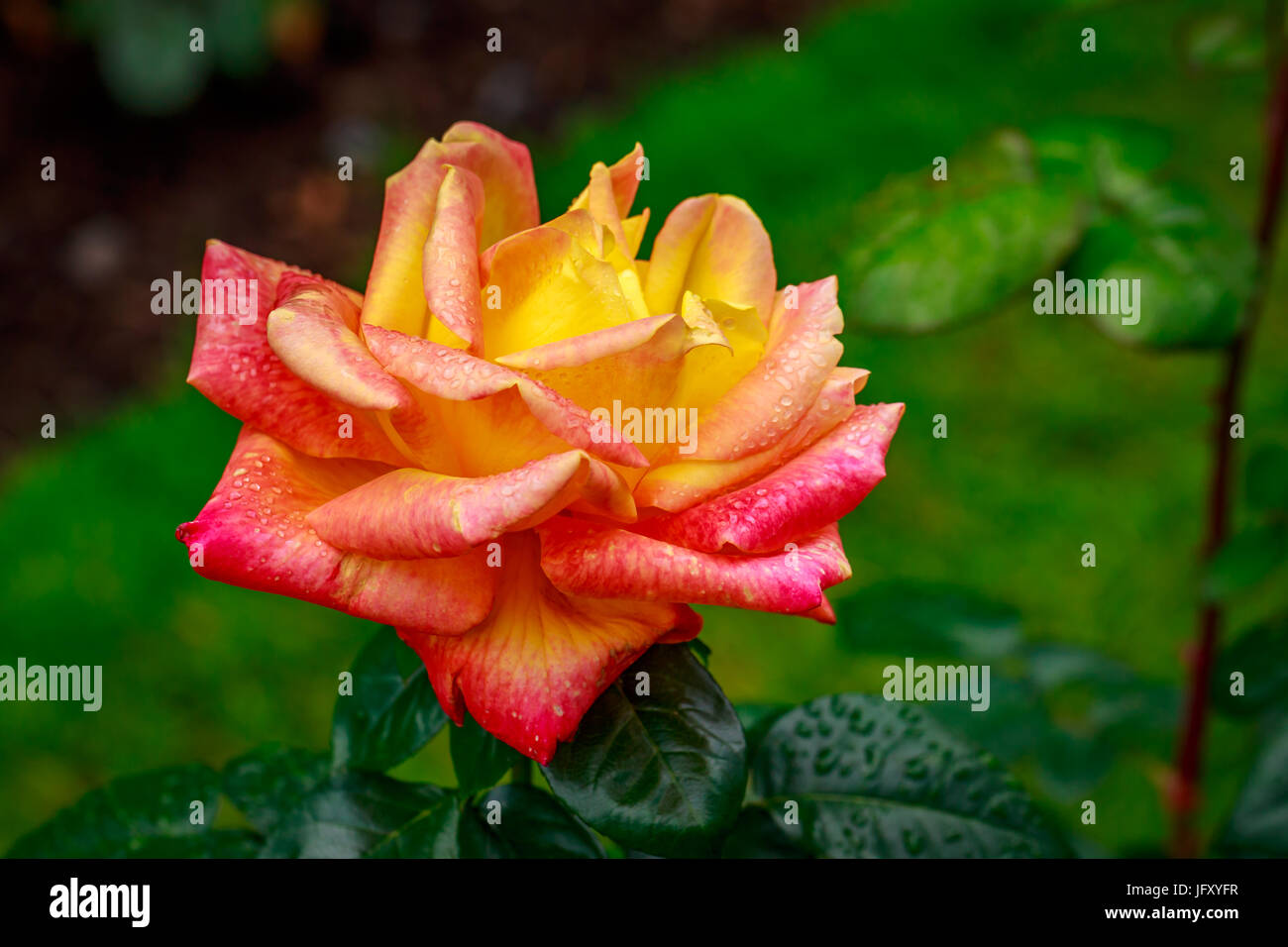 Beautiful rose blooms after rainfall, in Washington Park International ...