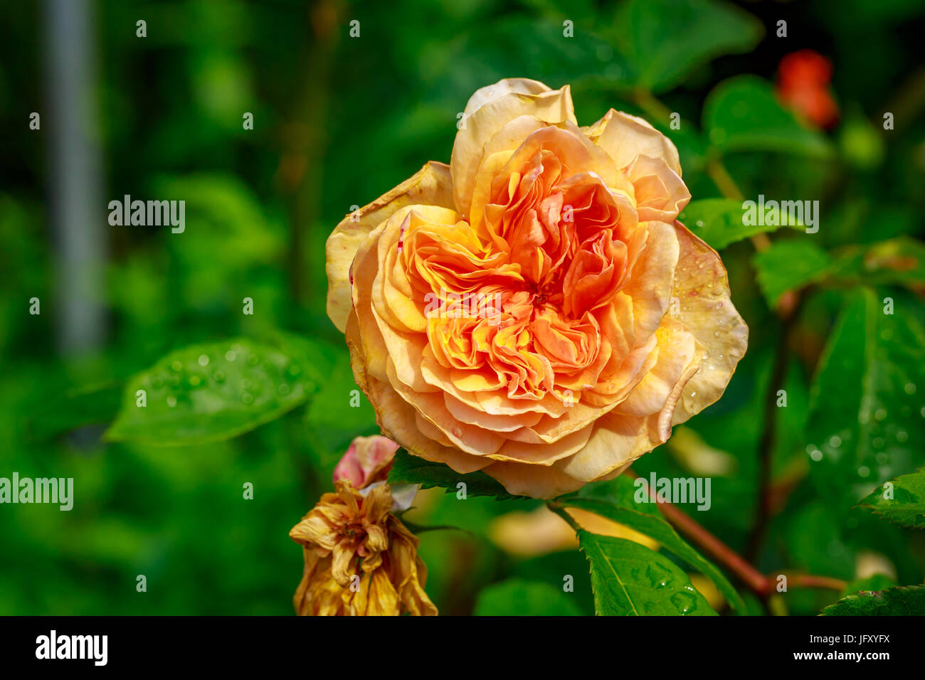 Beautiful rose blooms after rainfall, in Washington Park International ...