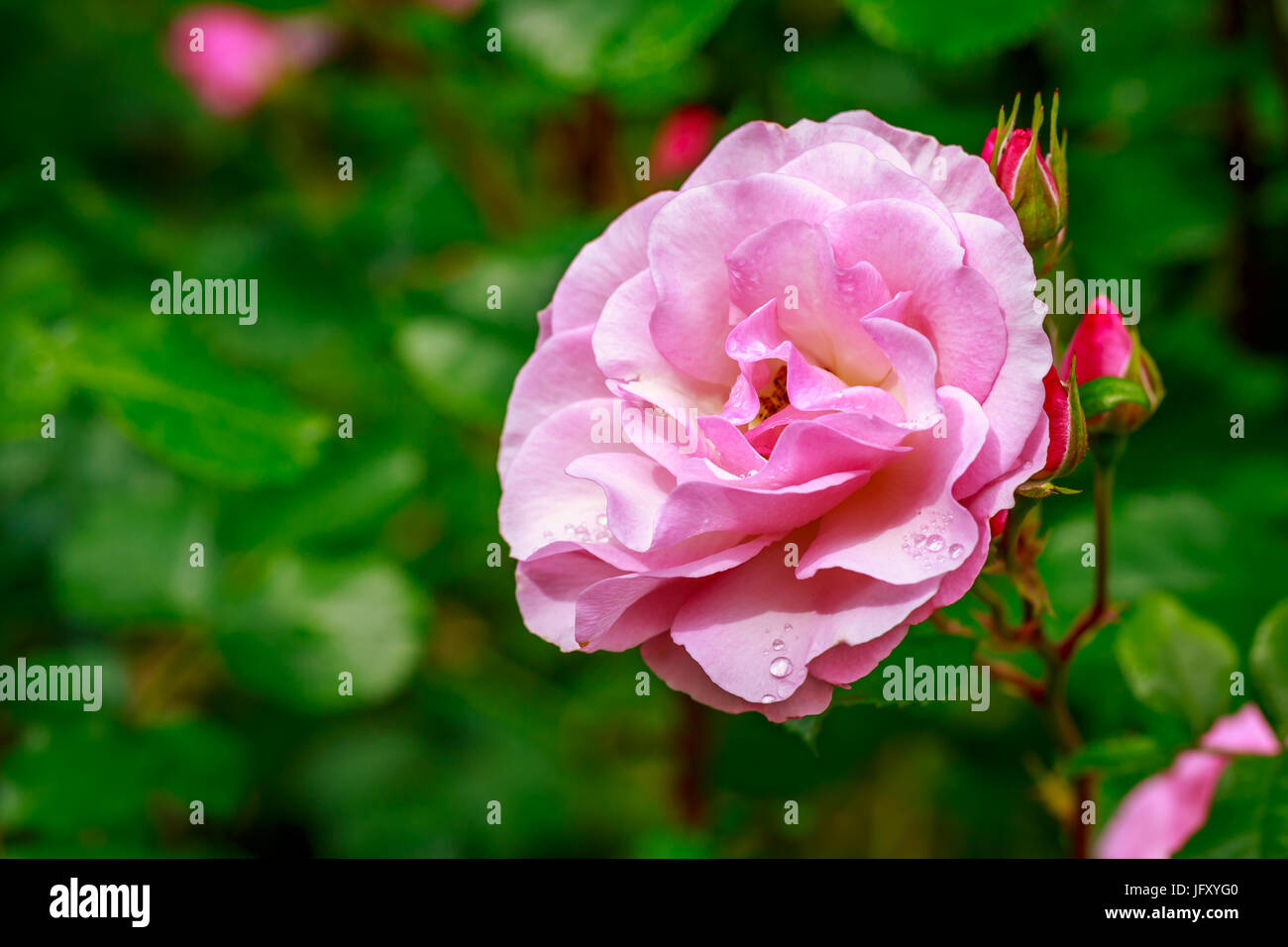 Beautiful rose blooms after rainfall, in Washington Park International ...