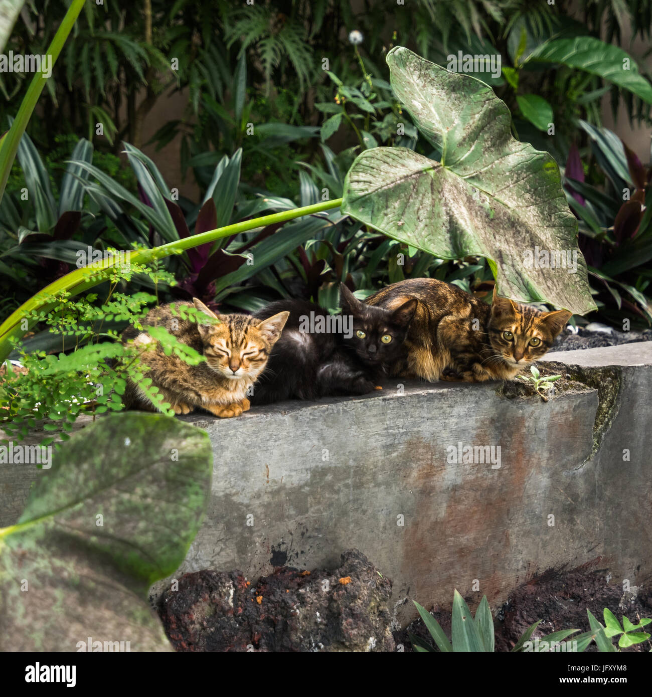 Little adorable kittens in a garden Stock Photo - Alamy